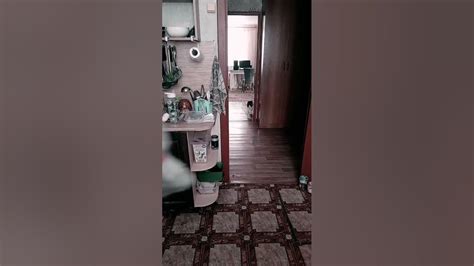 Кушать подано Cat безкотажизньнета шнурок марсик питомцы Youtube