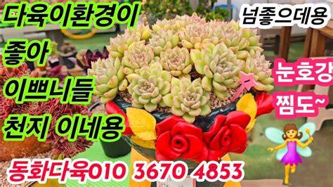 동화다육💗아르제엘샤철화더스티로즈미인경철화불꽃놀이홍매화메두샤철화핑크여왕철화줄리아나실크로드금레드탑🌸246