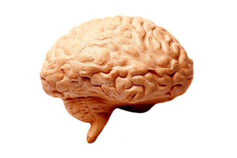 Human Brain Anatomical Model Isolated On White Background Stock Image Image Of Decisions
