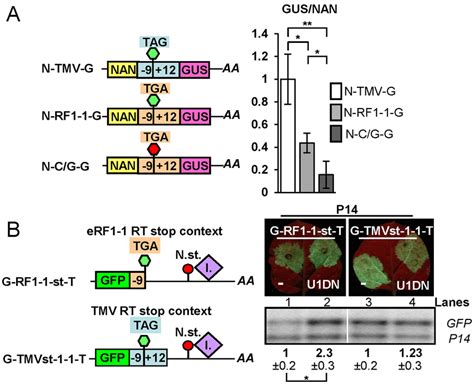 Efficient Readthrough Fully Rescues The Reporter Transcripts From Download Scientific Diagram