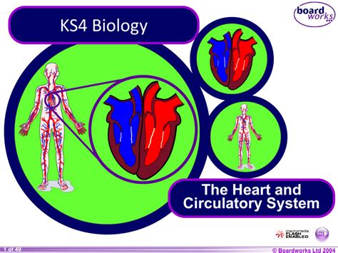 Ppt Open Vs Closed Circulatory System Powerpoint