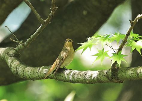 近くの川傍のM緑地の野鳥達 5月6日撮 青モミジにオオルリ雌キビタキ若雄合間のスズメとシジュウカラの水浴び 空色鳥撮りⅢ