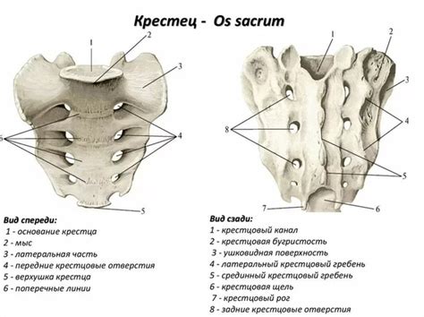 Basis Ossis Sacri Basis Ossis Sacri — Латинский