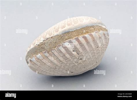 Fossil Clam Clams Are A Type Of Bivalve Two Shelled Marine Mollusc