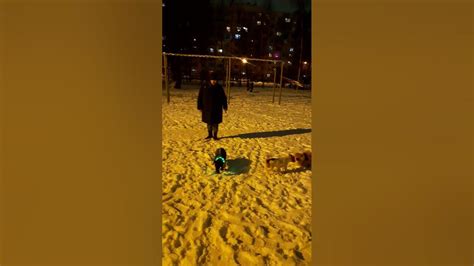 Такса Макс шпиц Эми и незнакомый джек рассел гуляют вечером во дворе Lovemydachshund Youtube