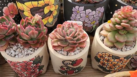 다육이분갈이 시작 했어요 Youtube