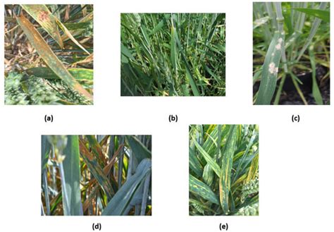 Wheat Leaf Disease Detection A Lightweight Approach With Shallow Cnn Based Feature Refinement