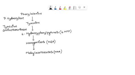 Solved Homogentisic Acid Is An Intermediate Compound In The