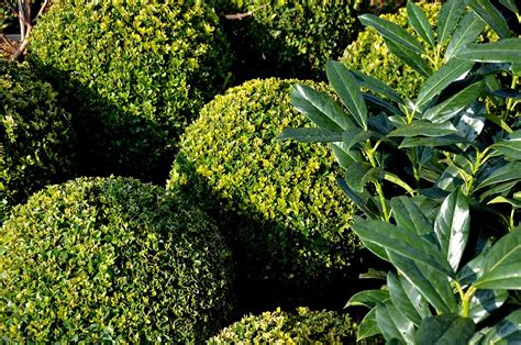 7 Вечнозелени храсти за ограда и градина Цветя и растения