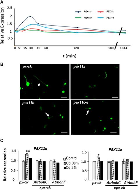 Peroxisomes Extend Peroxules In A Fast Response To Stress Via A Reactive Oxygen Species Mediated