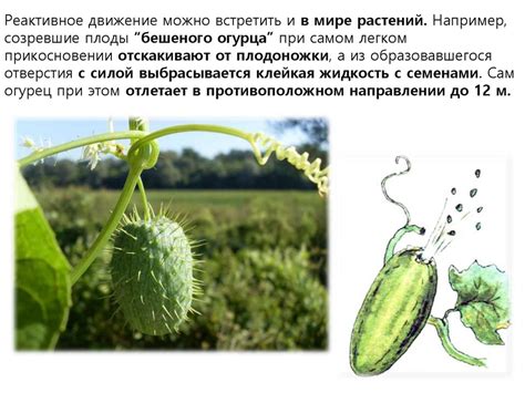 Реактивное движение в природе презентация онлайн