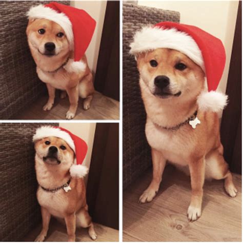 养一只柴犬是什么体验 知乎