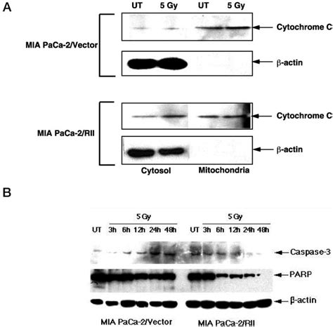 Cytochrome C Release Caspase 3 And Parp Cleavage Are Induced In Mia Download Scientific