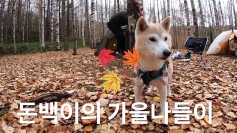 시바견 돈백이와 함께한 가을 정선 자작나무숲 백패킹 Youtube