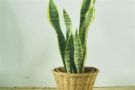 Manfaat Lidah Mertua Bisa Untuk Menaikkan Mood Kok Bisa