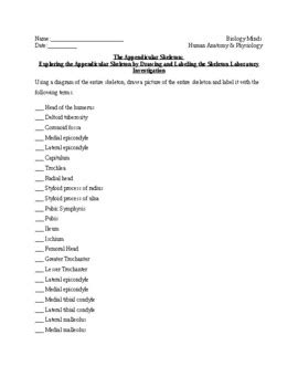 Exploring The Appendicular Skeleton By Drawing The Skeleton Hands On Lab