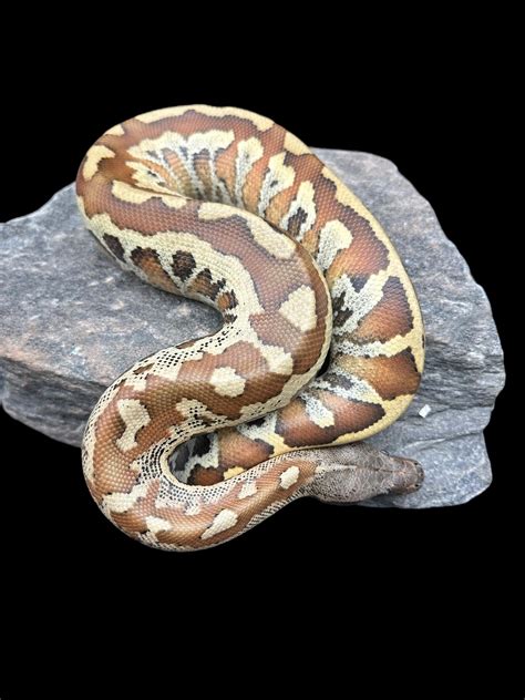 Blood Python Matrix Poss Het T Male Blood Python Matrix Poss Het T Male