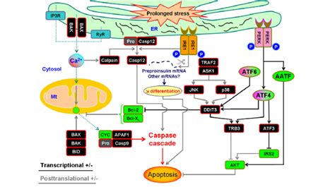 Schematic Representation Of The Cascade Of Molecular Events Triggered