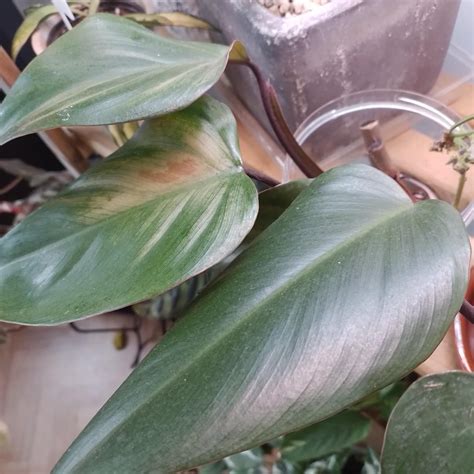 P Red Ruby Id Help Pls Rplantidentification P Red Ruby Id Help Pls Rplantidentification