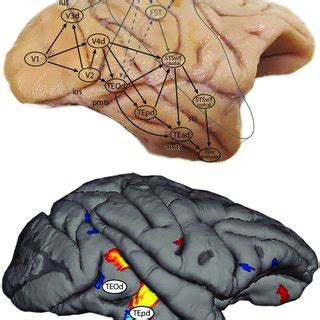 PDF The Organization And Operation Of Inferior Temporal Cortex