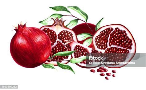 석류와 씨앗과 잎이 있는 반쪽의 구성 수채화 기법으로 손으로 그린 마커 그림 0명에 대한 스톡 벡터 아트 및 기타 이미지 0명 건강한 식생활 과일 Istock