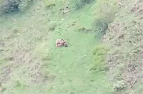 დედა დათვი ბელებით ფშავში [ვიდეო] 1tv