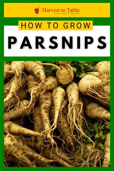 How To Grow Parsnips In Growing Parsnips Parsnips Growing Organic Vegetables