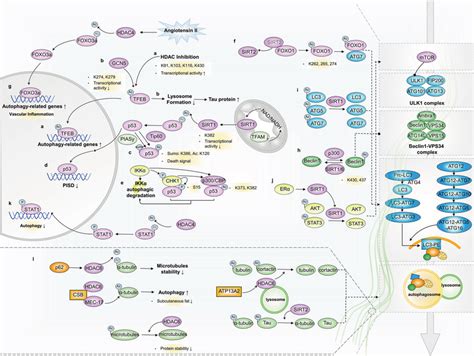 Acetylation Modification And Autophagy Regulation A Tfeb Acetylation