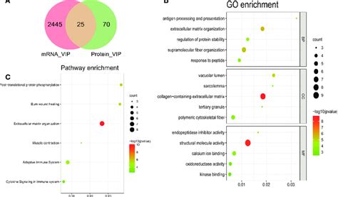 Bubble Plots Of The Functional And Pathway Enrichment Analyses Of The