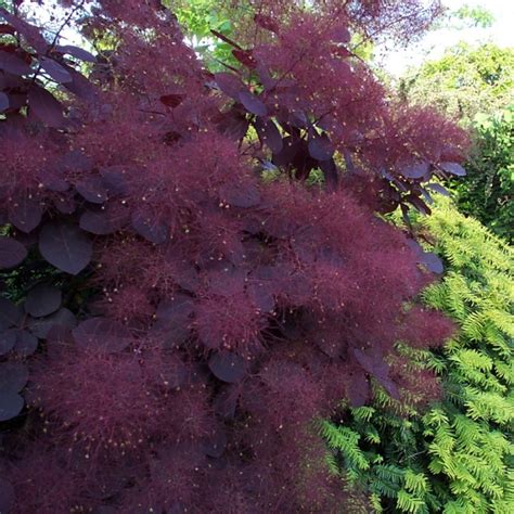 Cotinus Coggygria Royal Purple Dendro Prod Delivery Srl