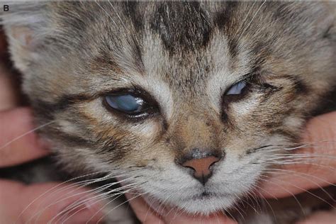 Feline Ophthalmology Veterian Key