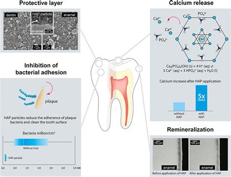Hydroxyapatite Hap Toothpaste For Tooth Remineralization At Edward Acosta Blog