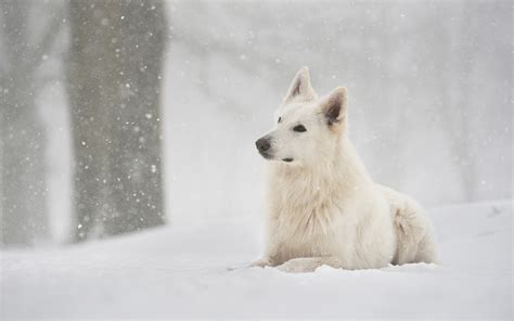 배경 화면 스위스 셰퍼드 개 눈 겨울 3840x2160 Uhd 4k 그림 이미지