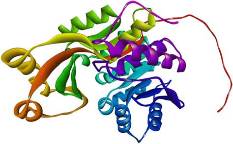 3d Structure Of Adenosine Kinase Designed By I Tasser And Refined By Download Scientific