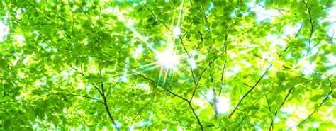 ナチュラルくらぶ ヤマダ薬局NCYHOME漢方療法