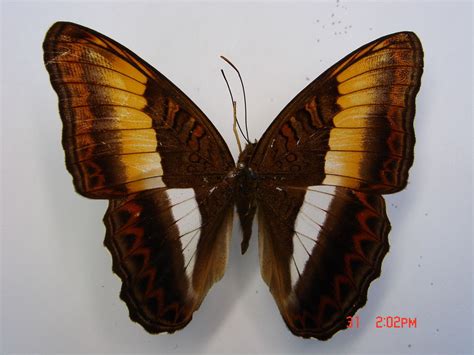 西藏俳蛱蝶 Parasarpa zayla 物种库 国家动物标本资源库
