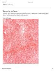 Spore Staining Pdf 2 15 22 6 50 PM Laboratory Simulation Babe Amani Elmaadawy Apply What