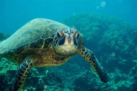 Types Of Turtles In Texas With Pictures Wildlife Informer