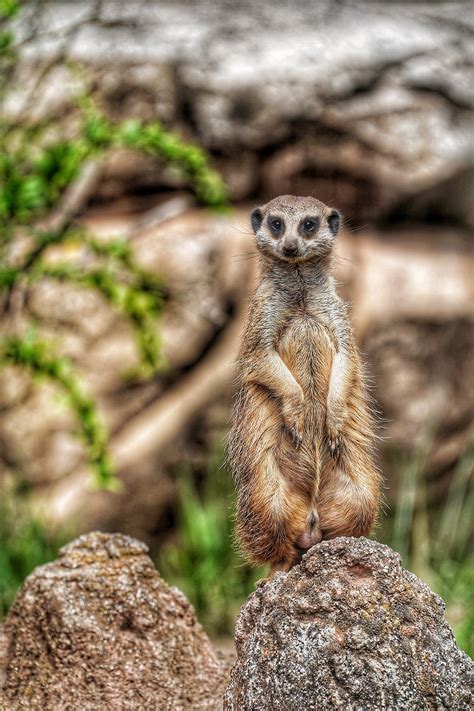 Non Invasive Monitoring Wildtrack