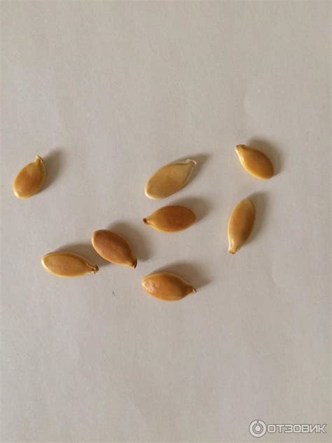 Отзыв о Семена Поиск Тыква крупноплодная Парижская Всегда хорошая всхожесть семян