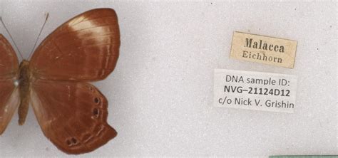 Abisara K Kausambi Pinned Specimens