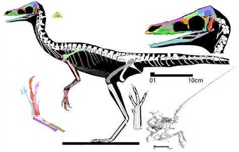 Compsognathus Ubirajara And Aorun