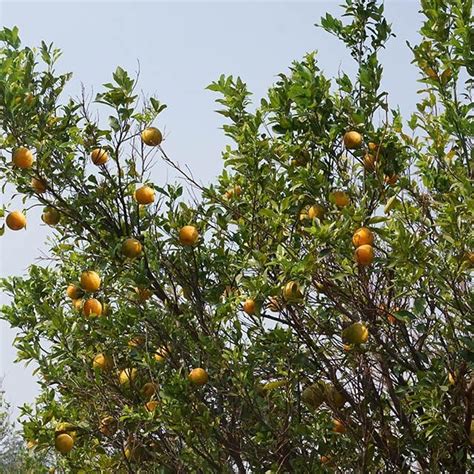 Orgharvest Roow Object Detection Dataset By Roboflow100vl Full