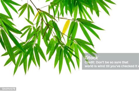 흰색 배경에 녹색 대나무 잎의 가지 클리핑 경로와 복사 공간과 사진을 디컷 0명에 대한 스톡 사진 및 기타 이미지 0명 관목 나무 Istock