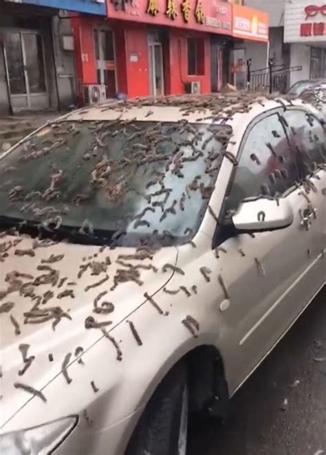 En China ¿llovieron Gusanos Semanario La Calle