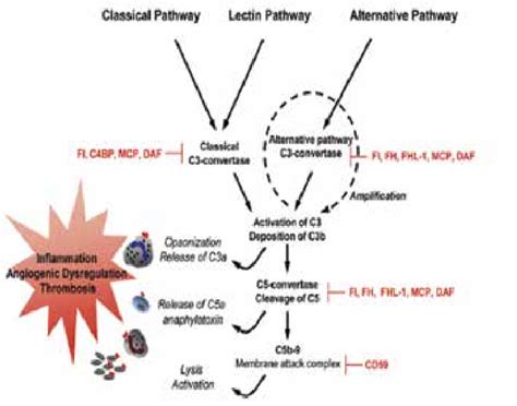 Human Complement System Three Pathways Are Activated By Immune Download Scientific Diagram