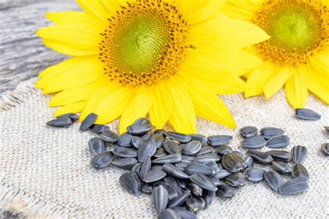 Корисне насіння Різновиди та як і скільки споживати Укр Day