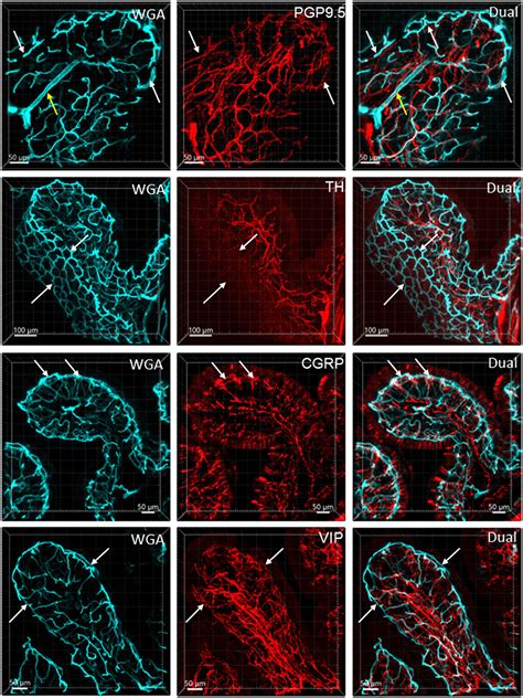 Frontiers Vasculature In The Mouse Colon And Spatial Relationships With The Enteric Nervous