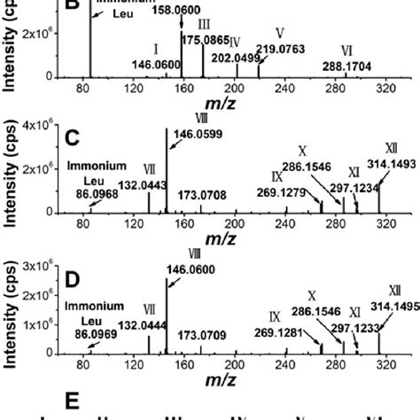 Extracted Ion Chromatogram Of M Z 332 160 Showing Lw 14 The Early Download Scientific Diagram