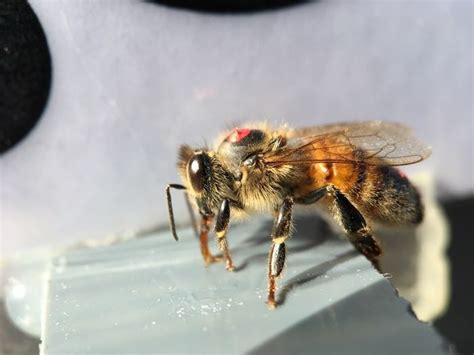 honeybees numerical problem solving technique revealed